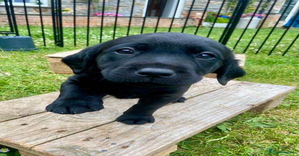 Labrador Retriever Purple collar - Drakeshead Labrador Puppies for sale ...