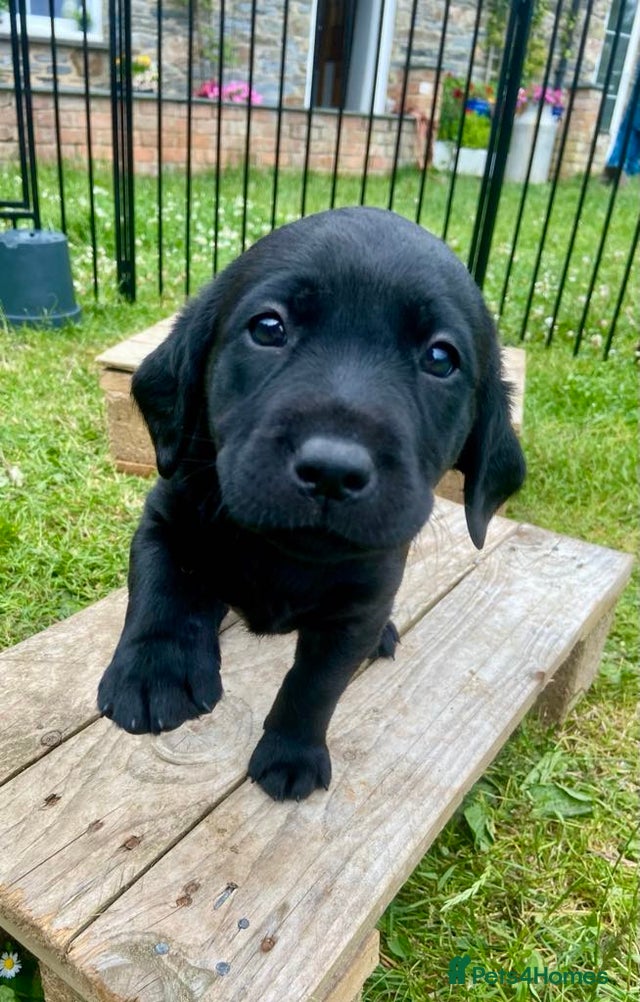 Labrador Retriever Purple collar - Drakeshead Labrador Puppies for sale ...