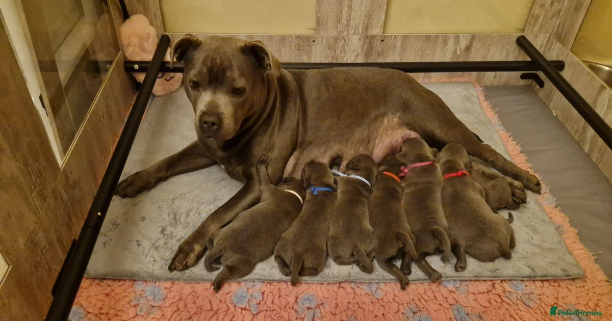 Staffordshire Bull Terrier Puppies for sale | Pets4Homes