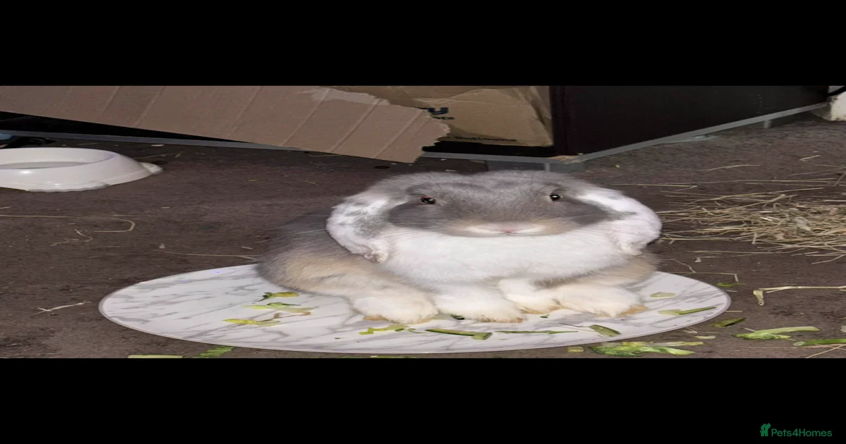 Mother and daughter mini lops for sale in Yeovil | Pets4Homes