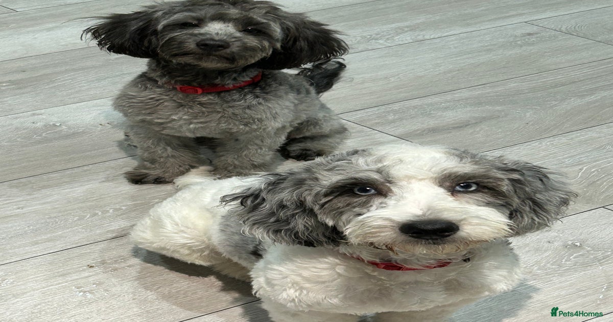 2 male cockapoos for sale in West Bromwich | Pets4Homes