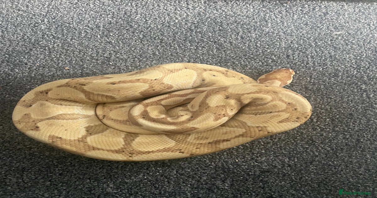 Banana bull python with set up for sale in Dartford | Pets4Homes