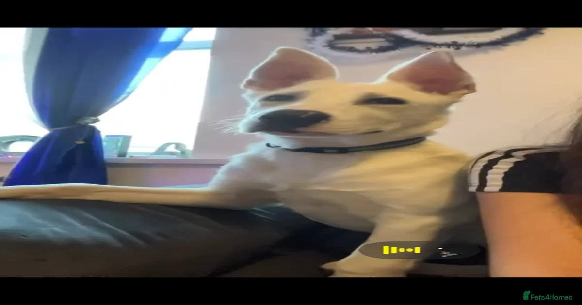 Mixed Belgian Malinois for sale in Wolverhampton | Pets4Homes