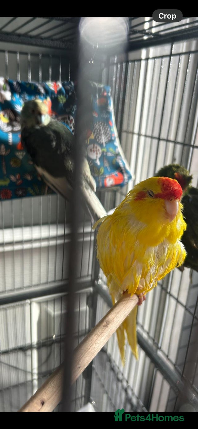 2 Female Kakariki for sale in Manchester | Pets4Homes