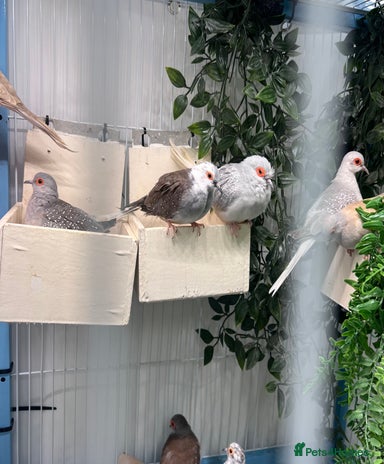 Diamond dove Doves birds for sale | Pets4Homes