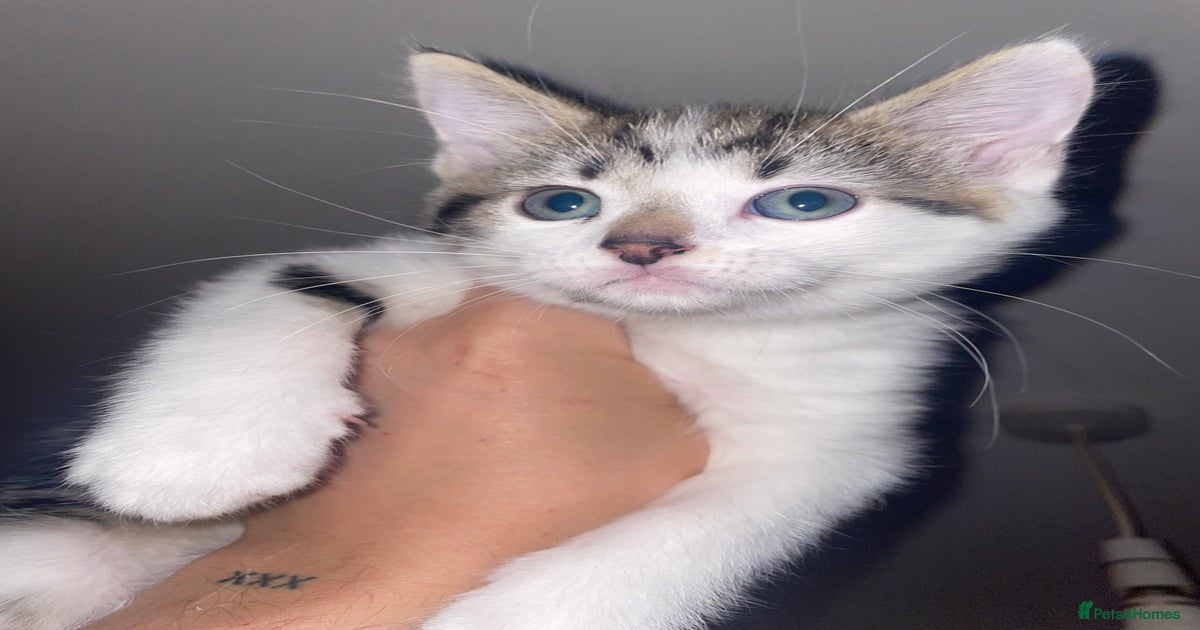 Beautiful kittens looking for their forever homes for sale in Edinburgh ...