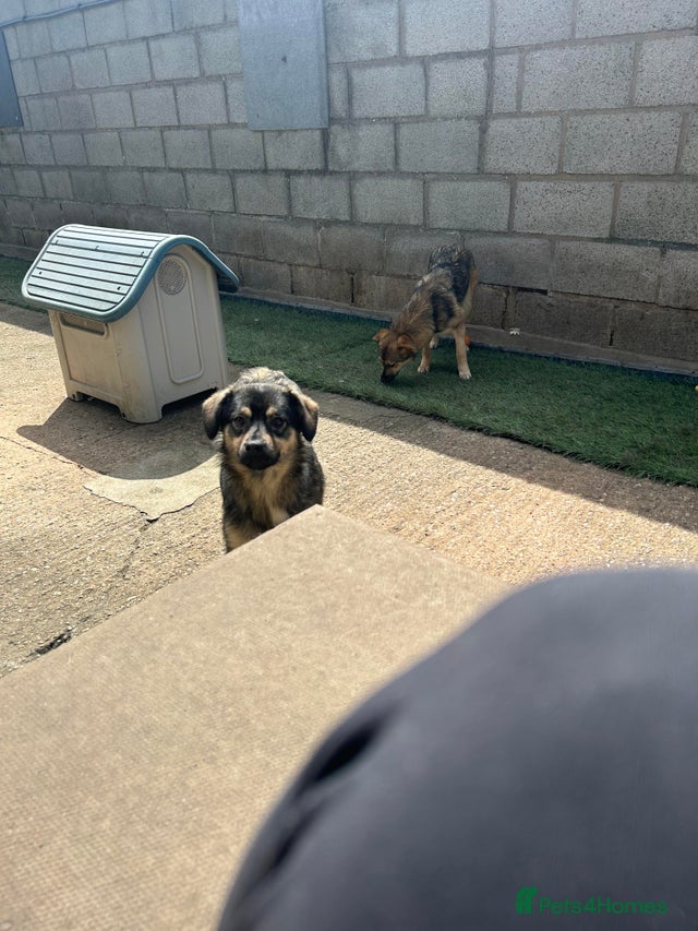 Meet Isacc, currently residing in Cheshire for adoption in Nantwich ...