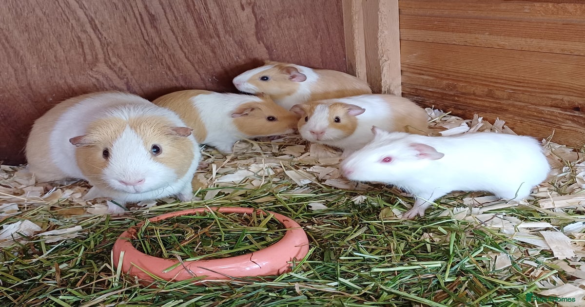 Cream Dutch baby Guinea pigs (male) for sale in Nottingham | Pets4Homes