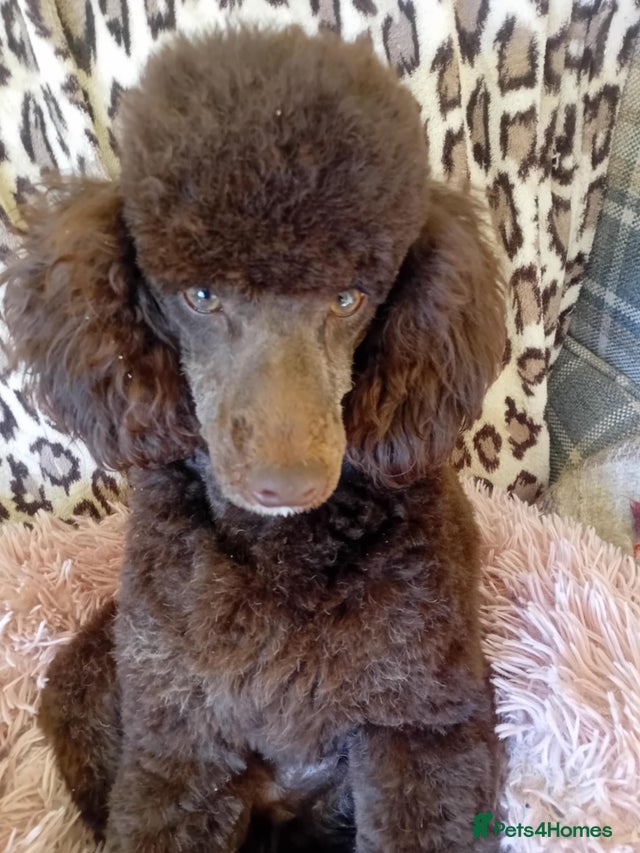 Chocolate Toy x Miniature Poodle for stud in Warwick | Pets4Homes