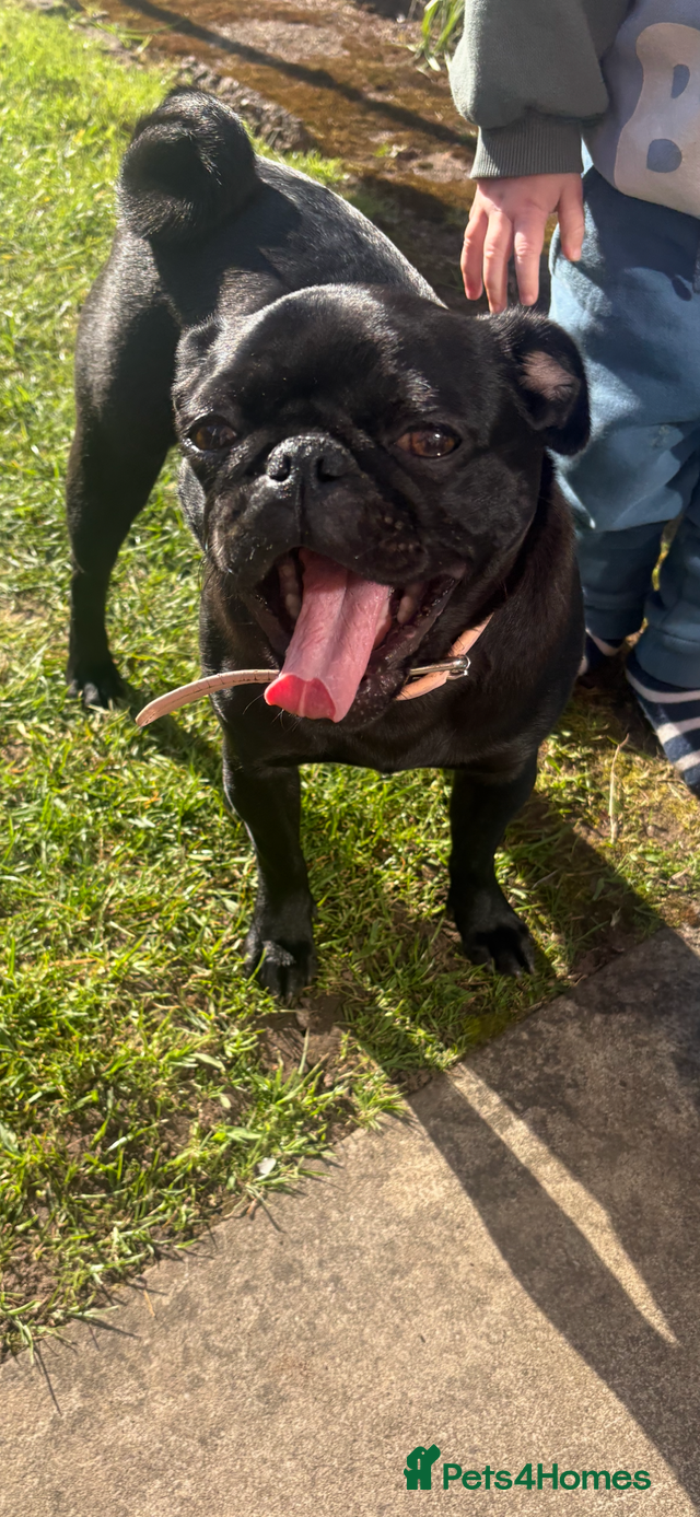 Beautiful pug for sale for sale in Birmingham | Pets4Homes
