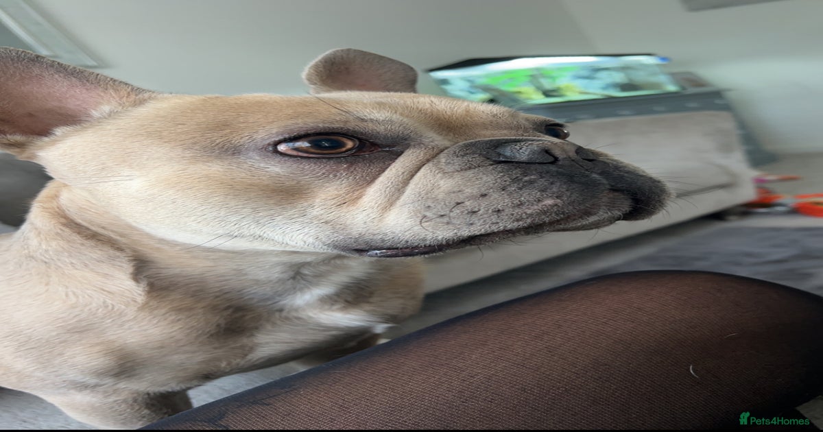 Male french bulldog 3 years old for sale in Northallerton | Pets4Homes