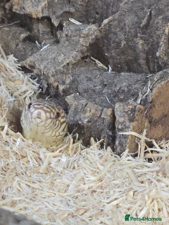 Two female Florida Brooks King Snakes for sale in Norwich | Pets4Homes