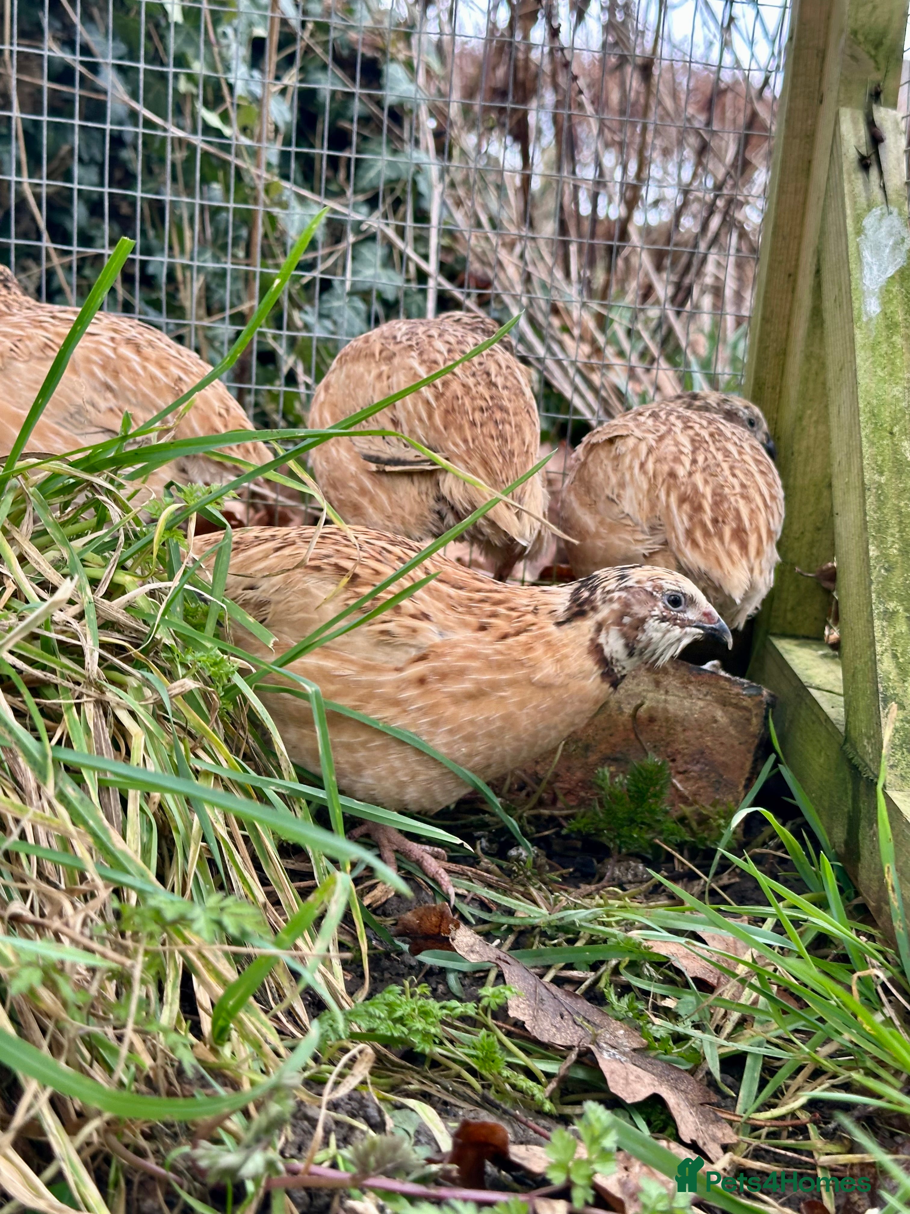 Quail poultry for sale | Pets4Homes