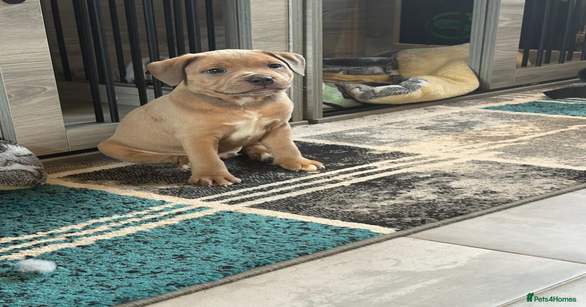 Staffordshire Bull Terrier Puppies for sale | Pets4Homes