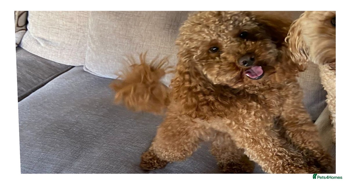 Health tested fox red toy poodle stud for stud in Stevenage | Pets4Homes