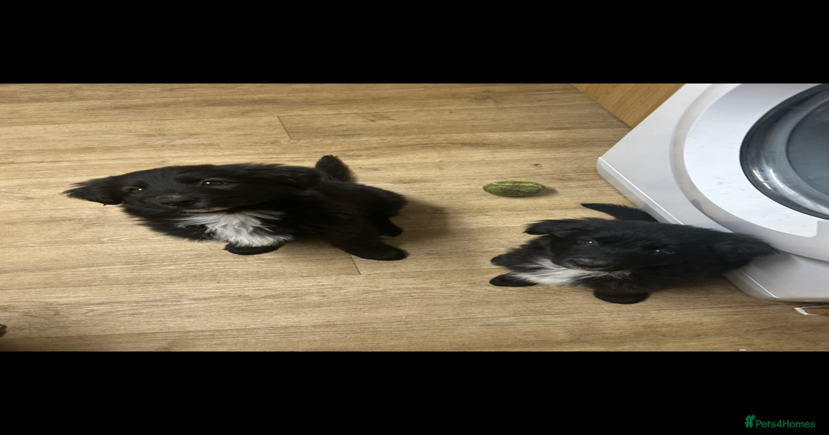 German/border collies mix for sale in Rotherham | Pets4Homes