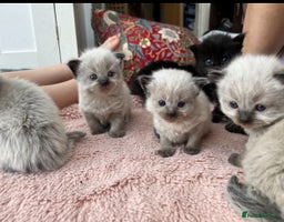 Fluffy Kittens for sale | Pets4Homes