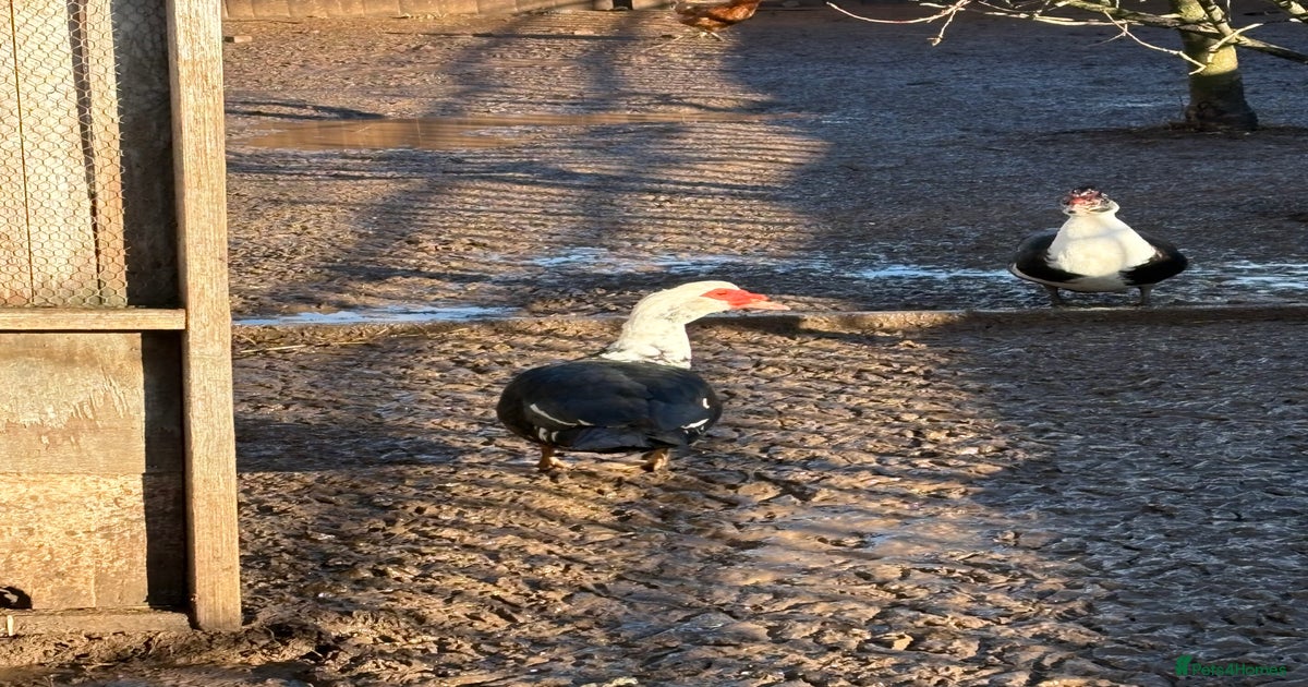 Young Muscovy Drake Ducks for sale in Winscombe | Pets4Homes