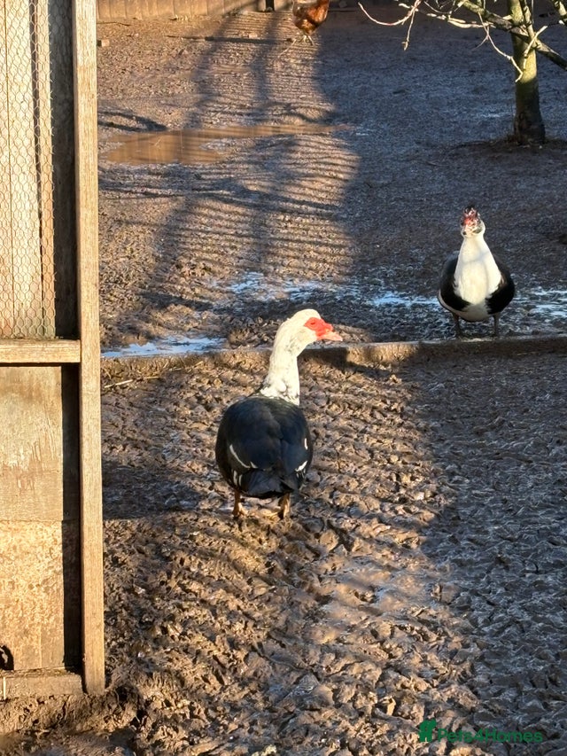 Young Muscovy Drake Ducks for sale in Winscombe | Pets4Homes