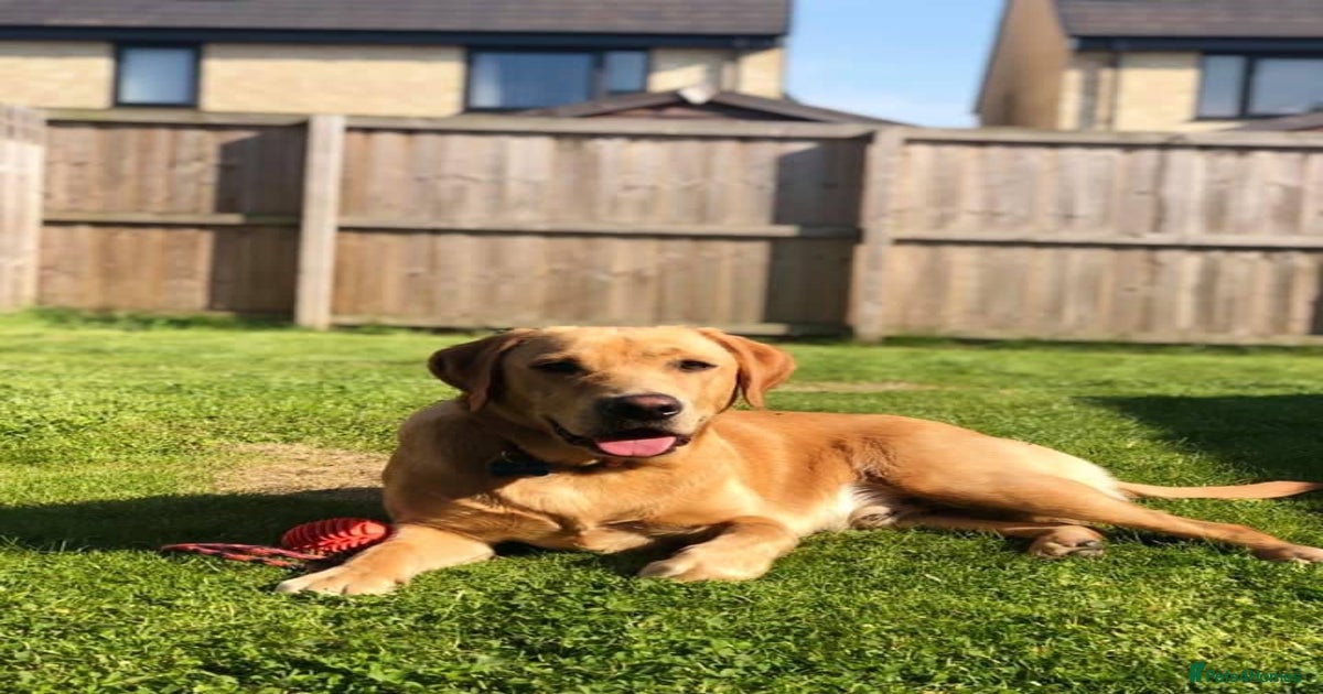 Loving boy for Stud for stud in Doncaster | Pets4Homes