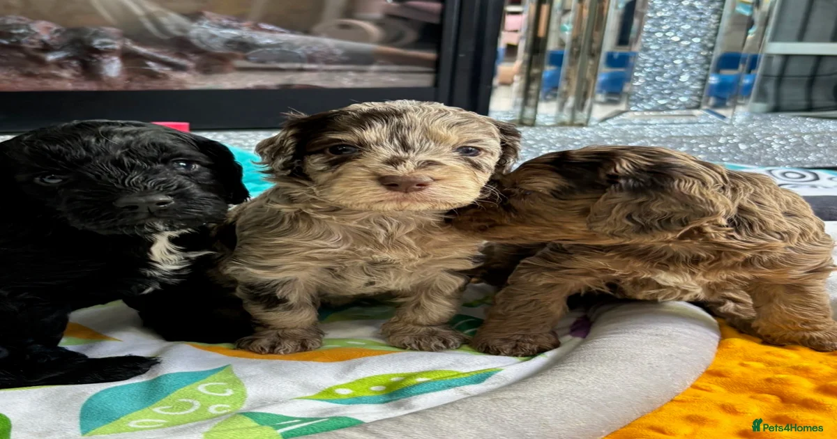 Cockapoo Puppies for sale | Pets4Homes