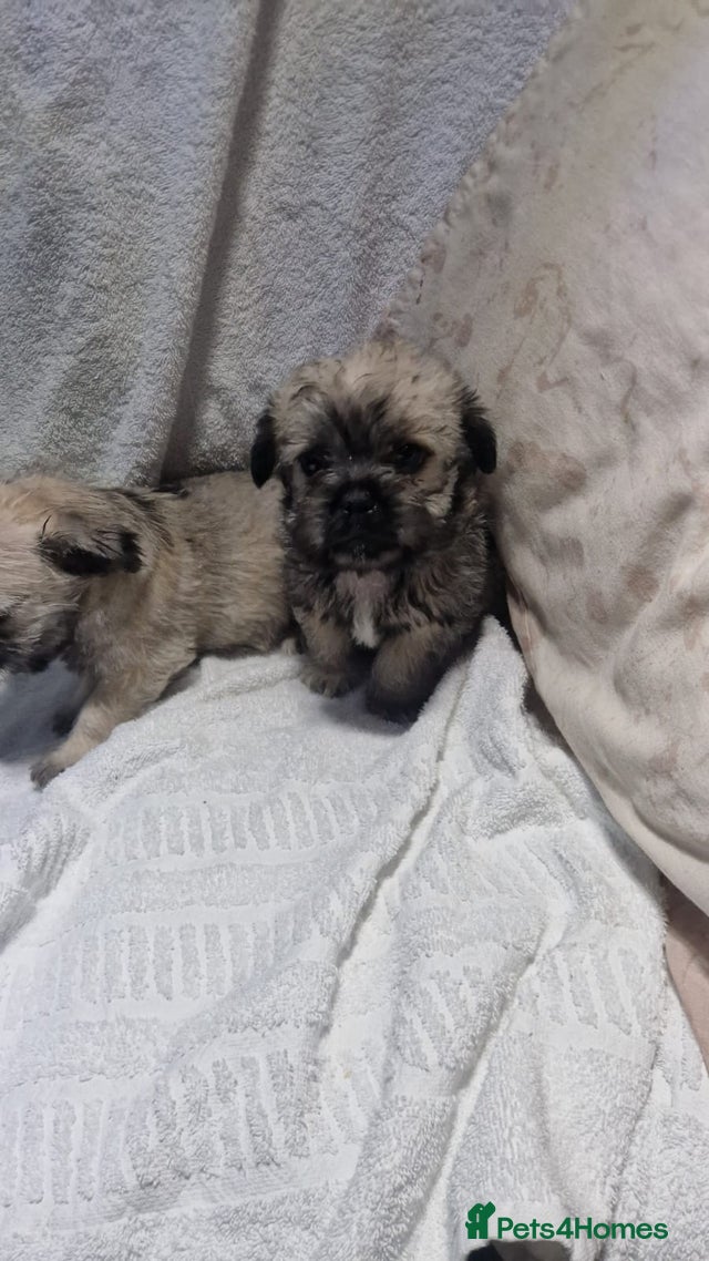 Shih tzu puppies for sale in Glasgow | Pets4Homes