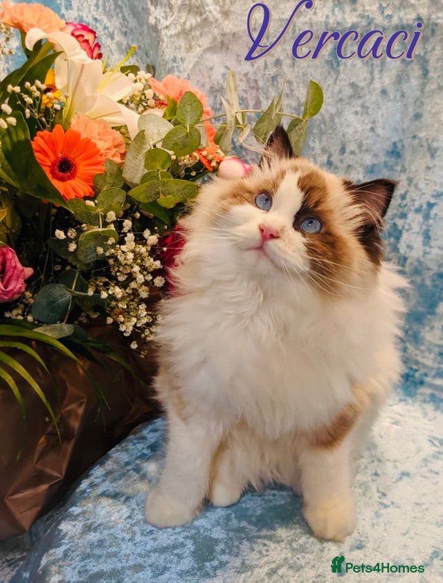 Top European Ragdoll Kittens for sale in Edinburgh | Pets4Homes