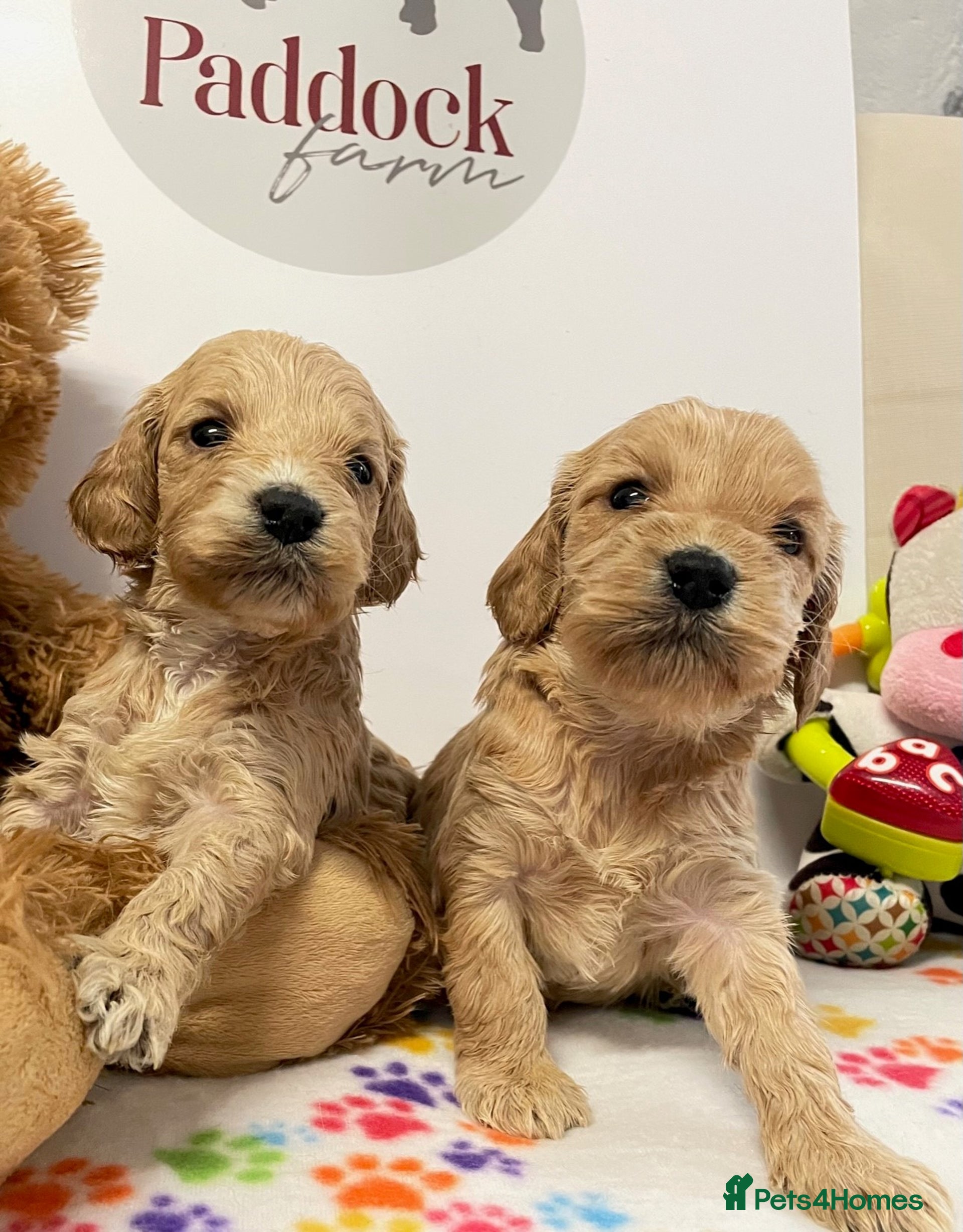Cavapoo breeders | Pets4Homes