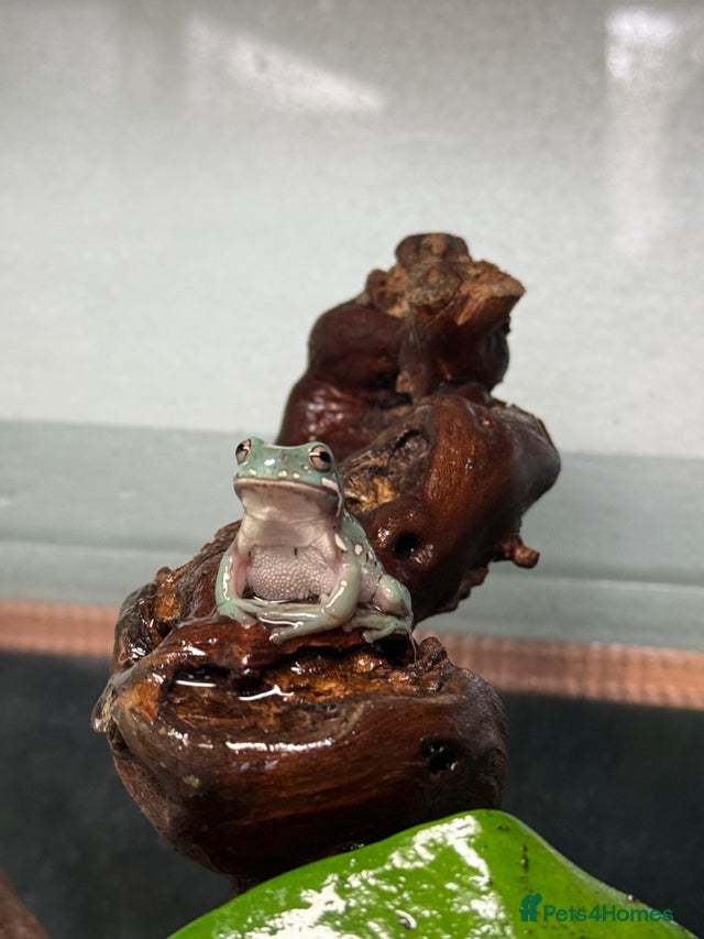 3 Juvenile Whites Tree Frogs for sale in Cambridge | Pets4Homes