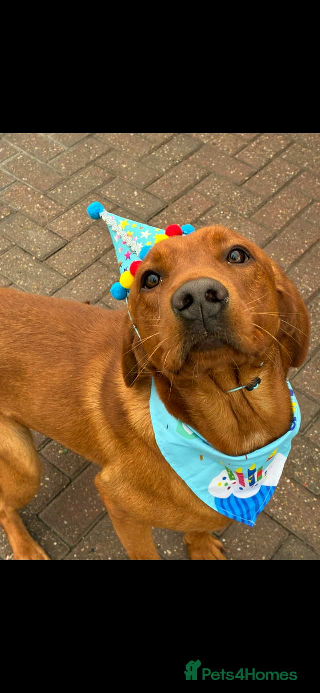 5 kc chunky fox red Labradors for sale in Ely | Pets4Homes