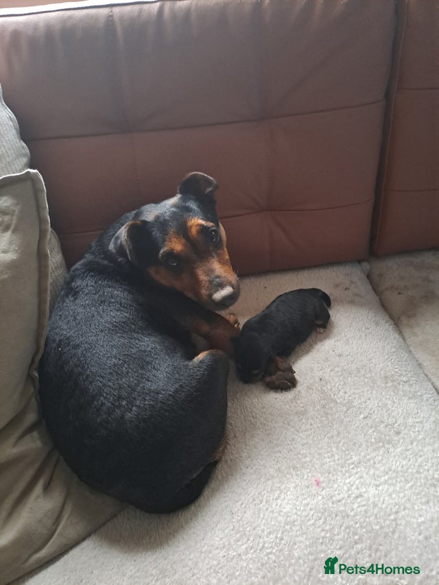 Patterjack for sale for sale in Saint Helens | Pets4Homes