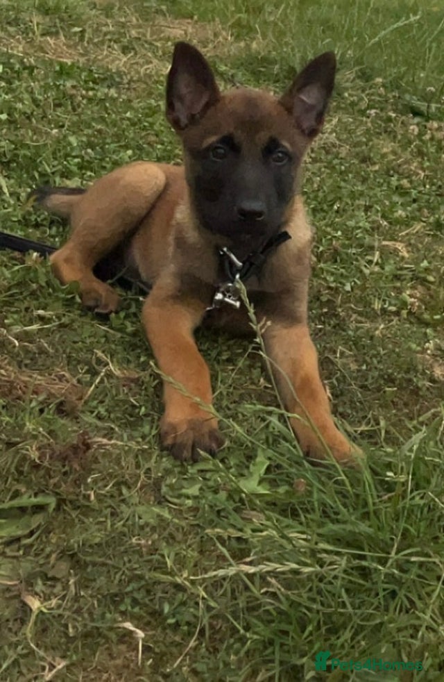 Little Belgium Malamar puppy for sale for sale in Stoke-on-Trent ...