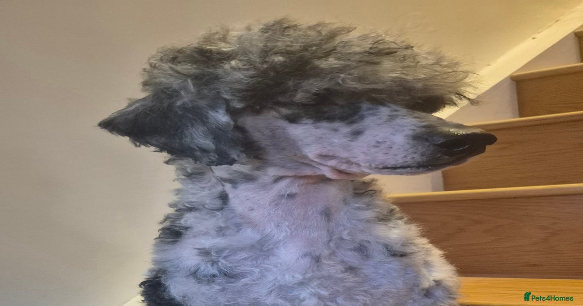 Blue Merle Miniature Poodle stud for stud in Canterbury | Pets4Homes