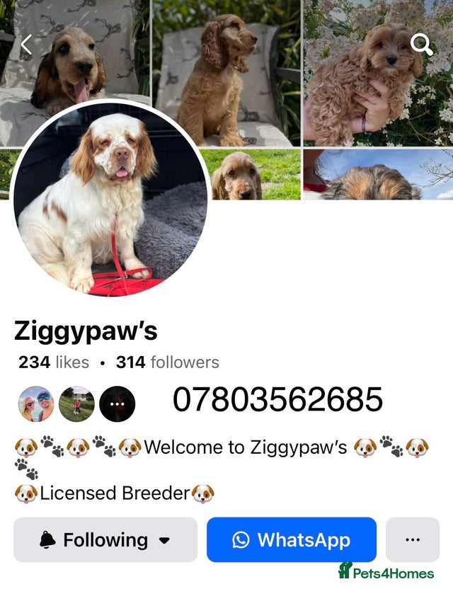 Ziggypaws | Pets4Homes