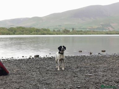 Sprollie Dogs Breed - Information, Temperament, Size & Price | Pets4Homes