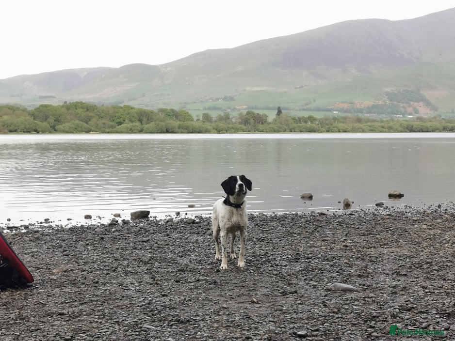 Sprollie Dogs Breed - Information, Temperament, Size & Price | Pets4Homes