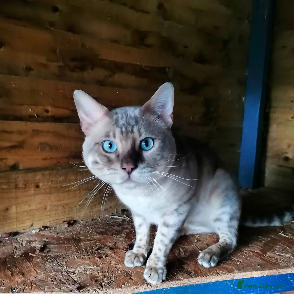 Snow Bengal kittens for sale | Pets4Homes