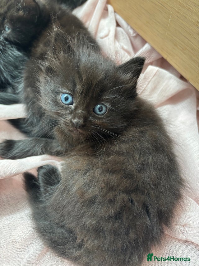 Half ragdoll kittens for sale in Cramlington | Pets4Homes