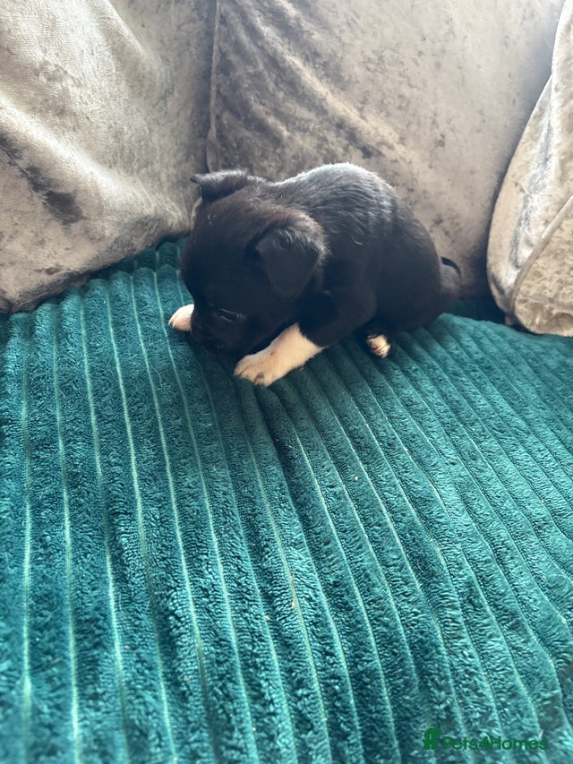Lollies Frenchie x border collie for sale in Cardiff | Pets4Homes