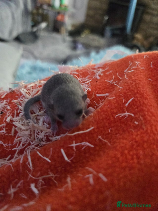 🐿️ African Pygmy Squirrels / Micro Squirrels for sale in Preston ...