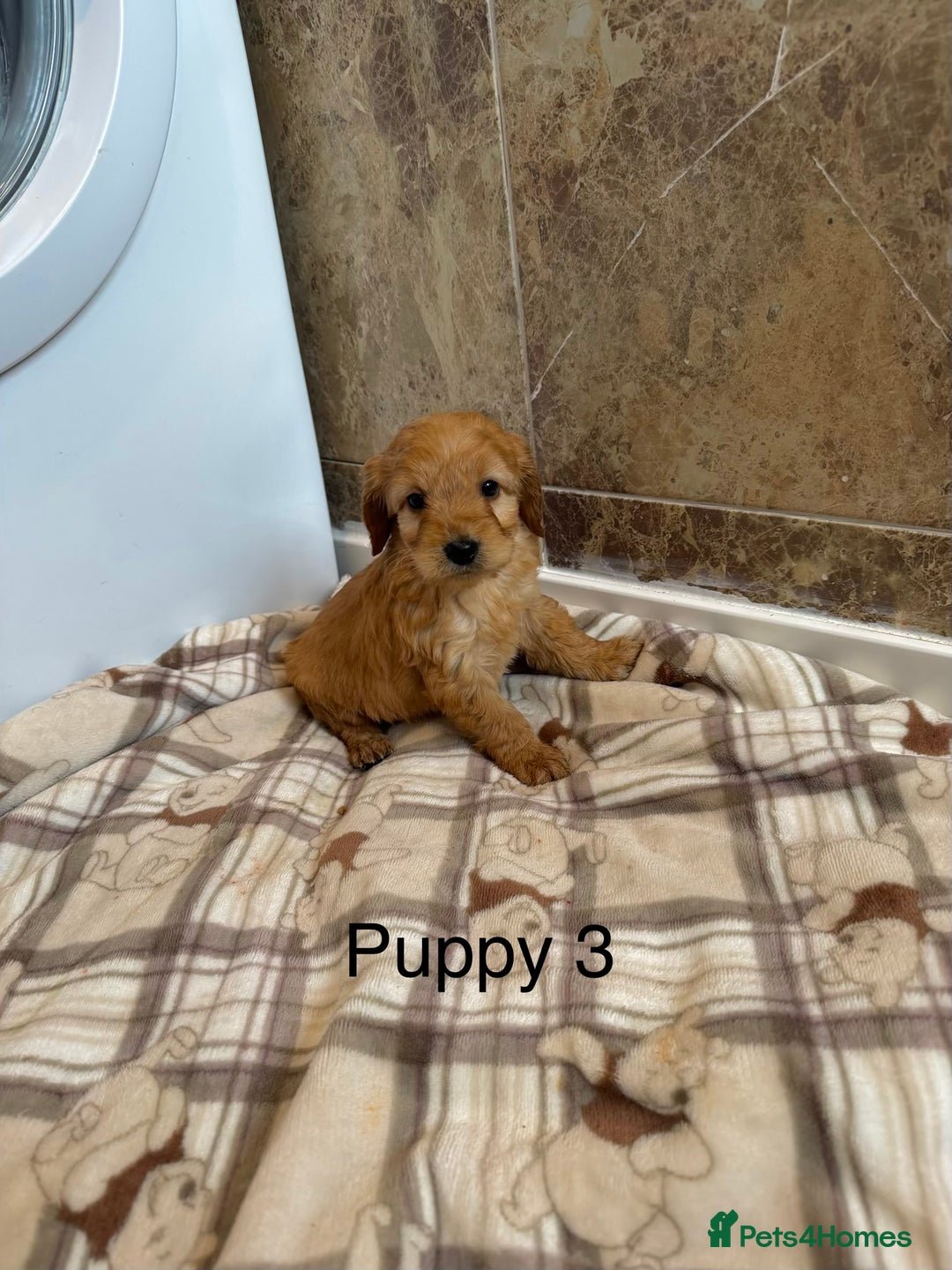 Stunning Fox red cockapoo puppy’s for sale in Stourport-on-Severn ...