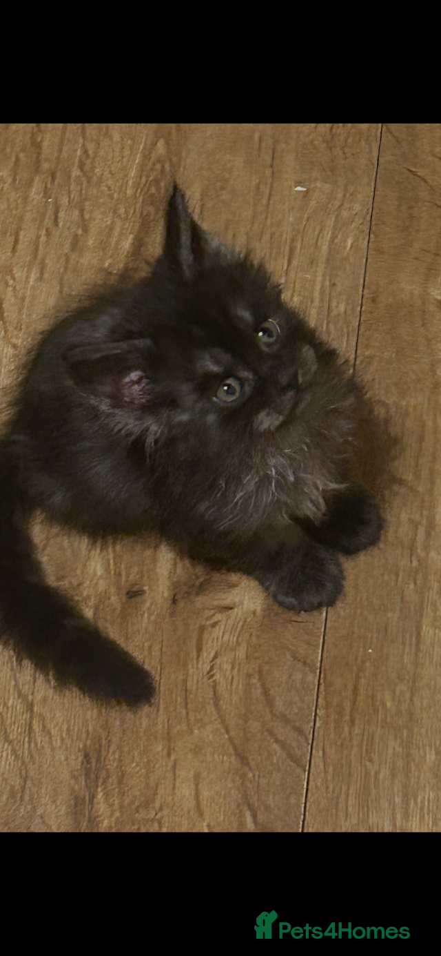 8 beautiful mainecoon kittens for sale for sale in London | Pets4Homes