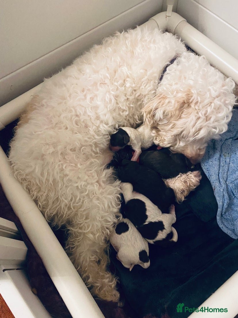 Sproodle Dogs Breed - Information, Temperament, Size & Price | Pets4Homes