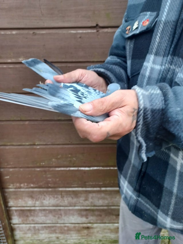 Racing Pigeons for sale for sale in Stanley | Pets4Homes