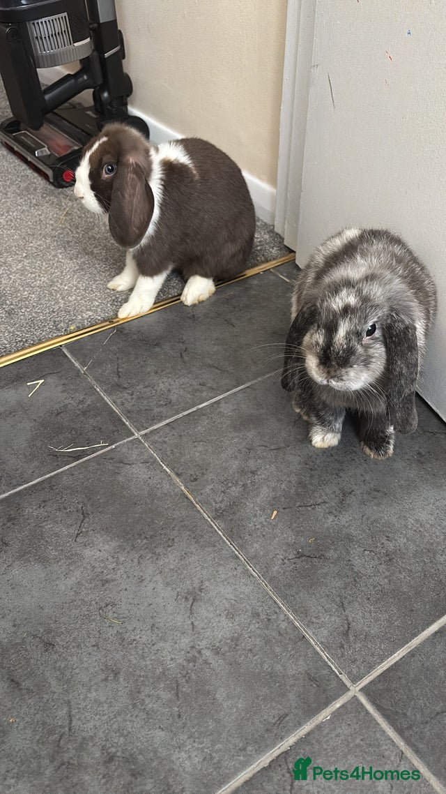2 male dwarf lops - vaccinated and neutered for sale in Bedford ...