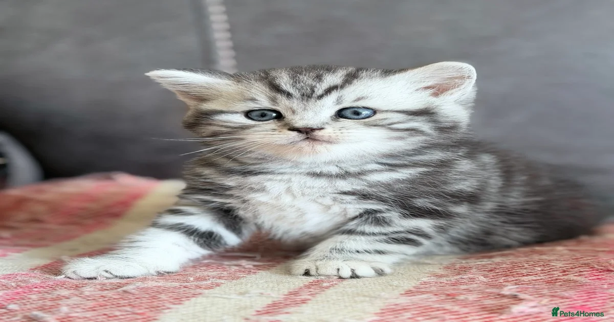British Shorthair Kittens for sale in Preston, Lancashire | Pets4Homes