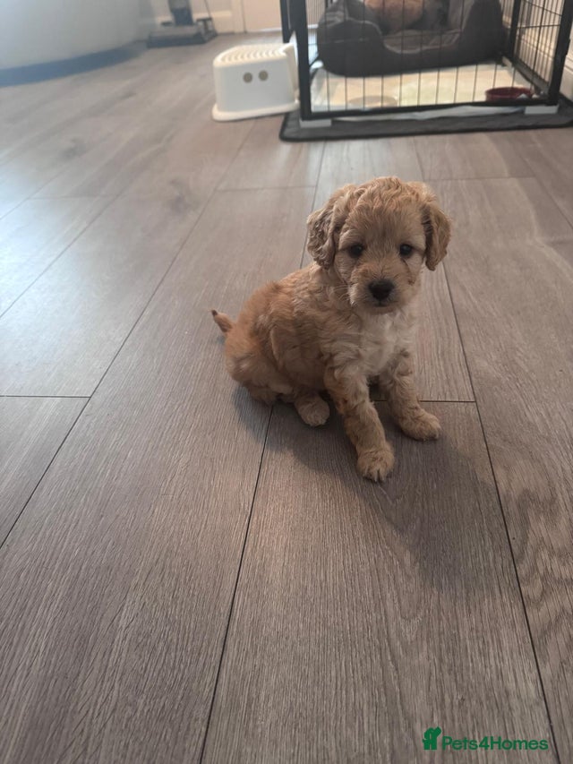 Beautiful Toy Poodle Puppy for sale in Stevenage | Pets4Homes