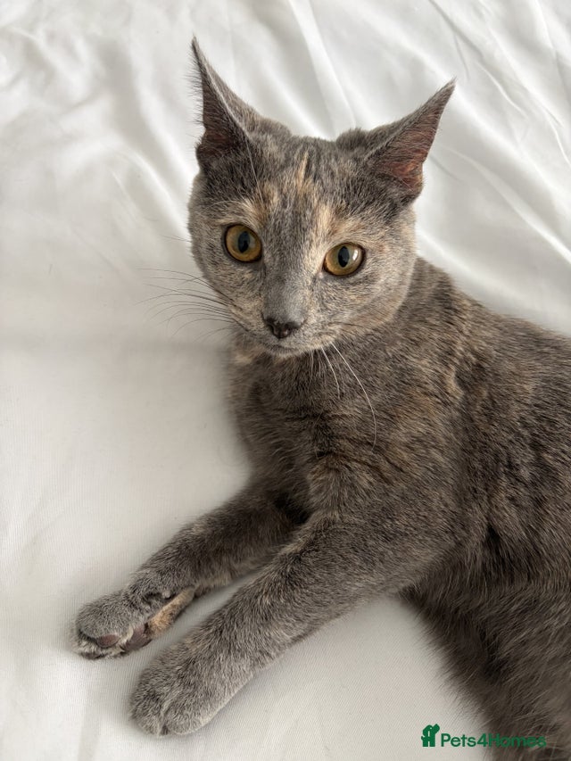 Female British Shorthair for sale in Birmingham | Pets4Homes