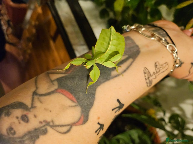 Leaf Insect eggs for sale in Dronfield | Pets4Homes