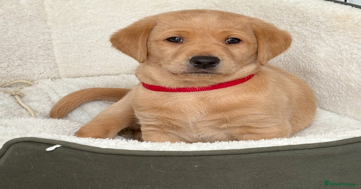 Last KC Chunky Yellow Labrador Puppy for sale in Middlesbrough | Pets4Homes